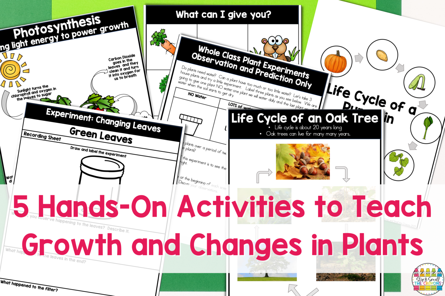 5 Hands-On Activities to Teach Growth and Changes in Plants - Stop and ...