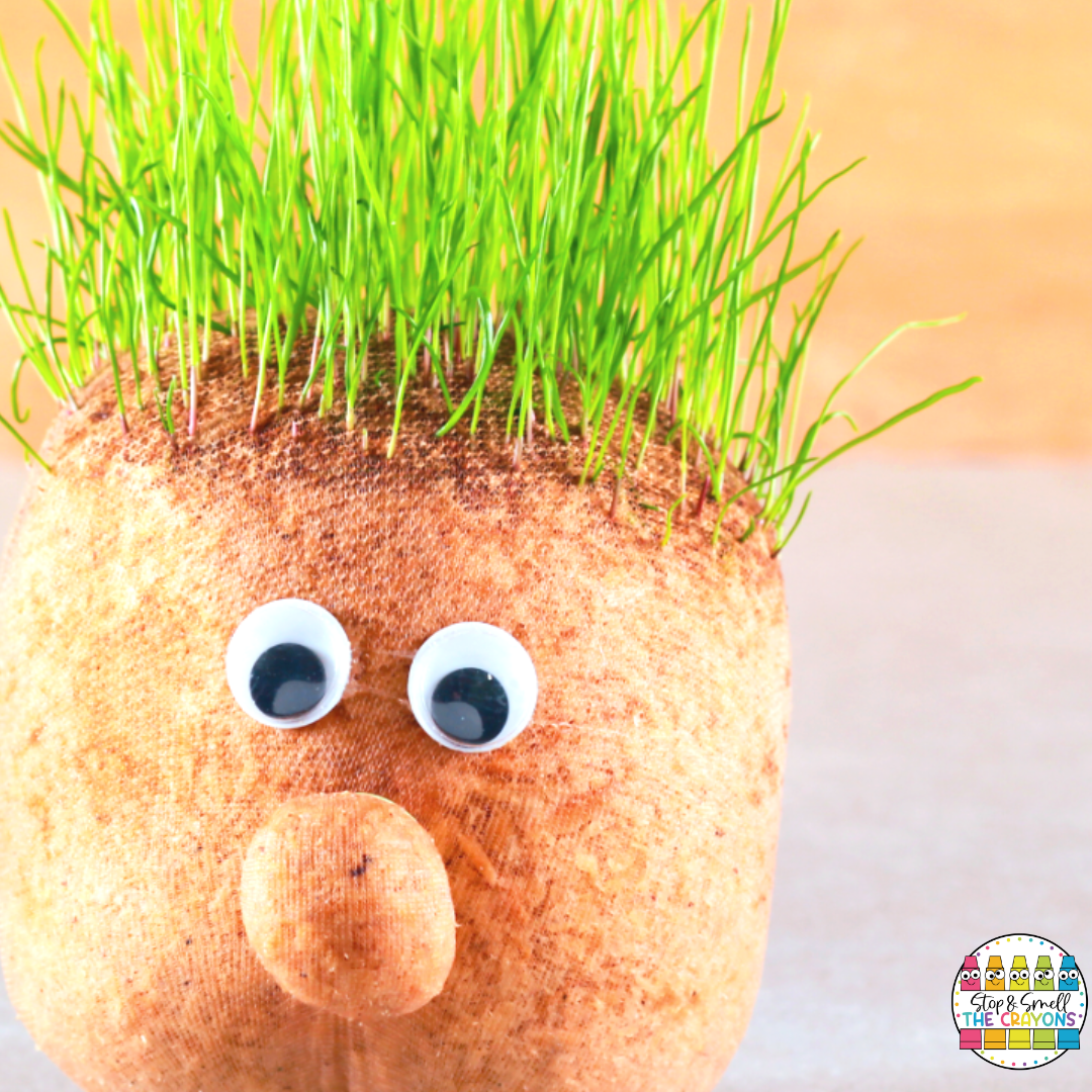 5 Hands-On Activities to Teach Growth and Changes in Plants - Stop and ...